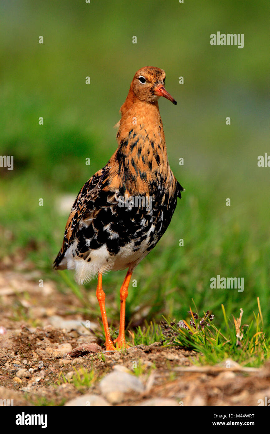 Single Ruff bird on grassy wetlands during a spring nesting period ...