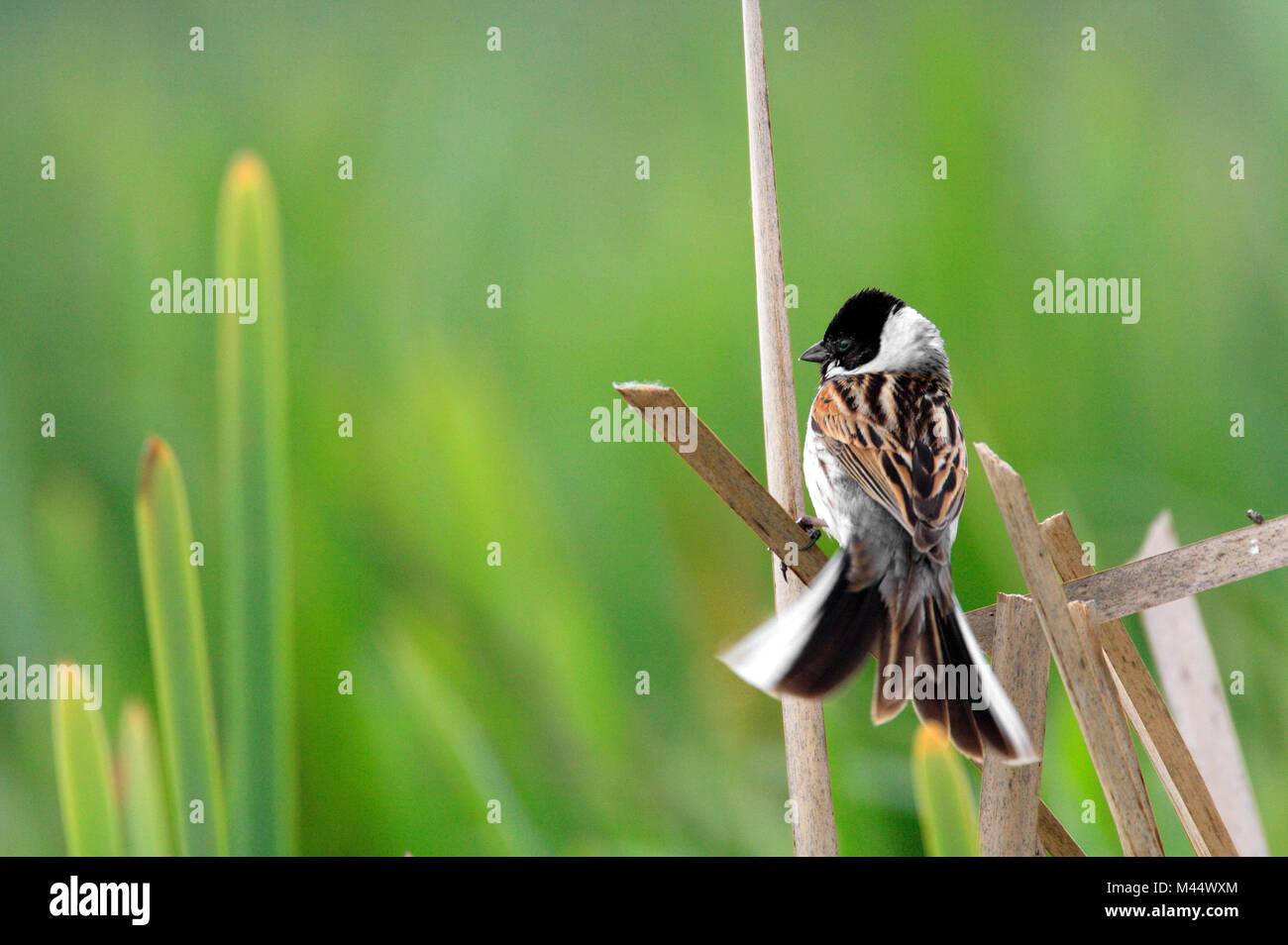 Single Reed Bunting bird on a reed stem during a spring nesting period ...