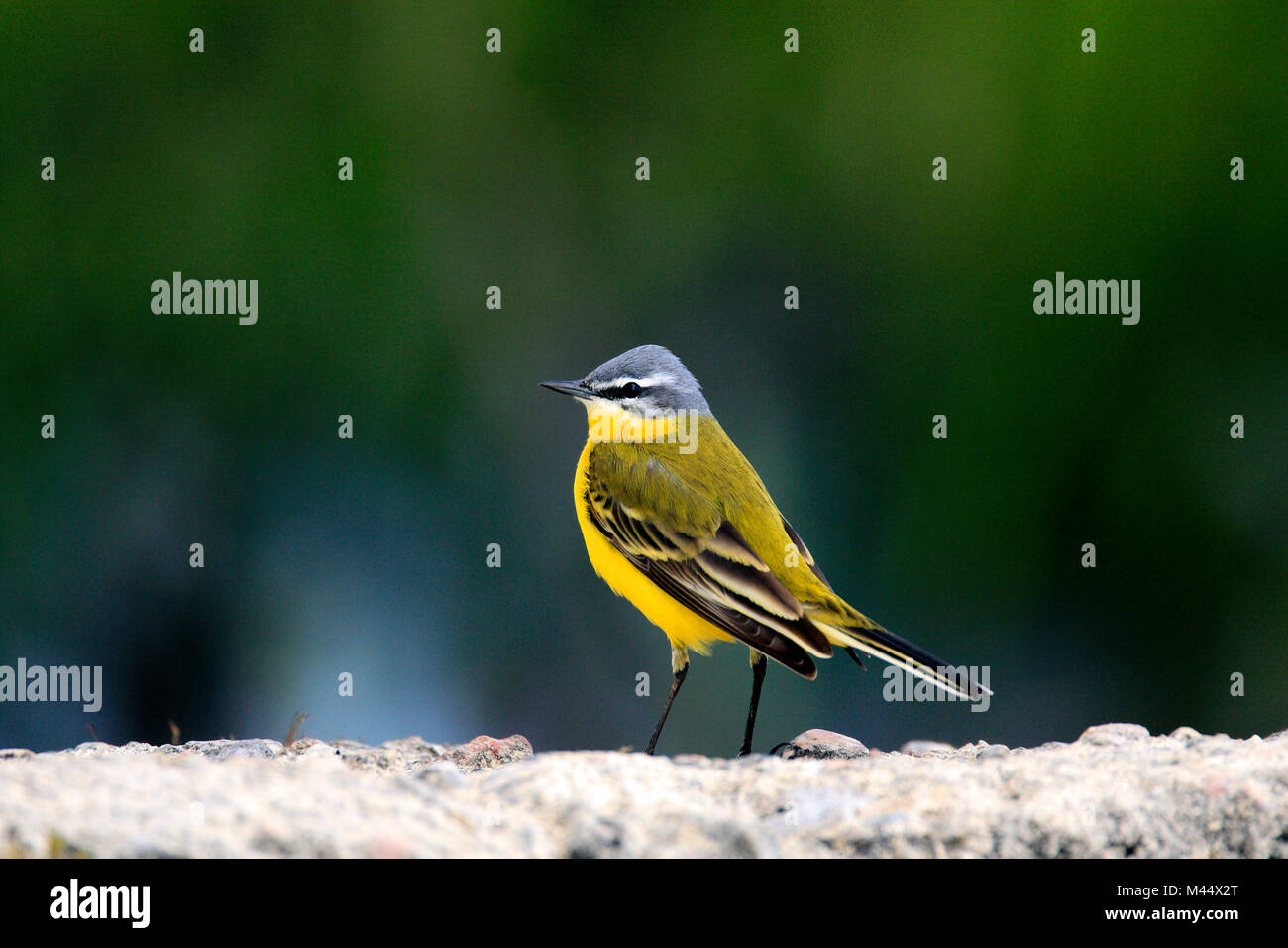 Single Yellow wagtail bird on grassy wetlands during a spring nesting ...