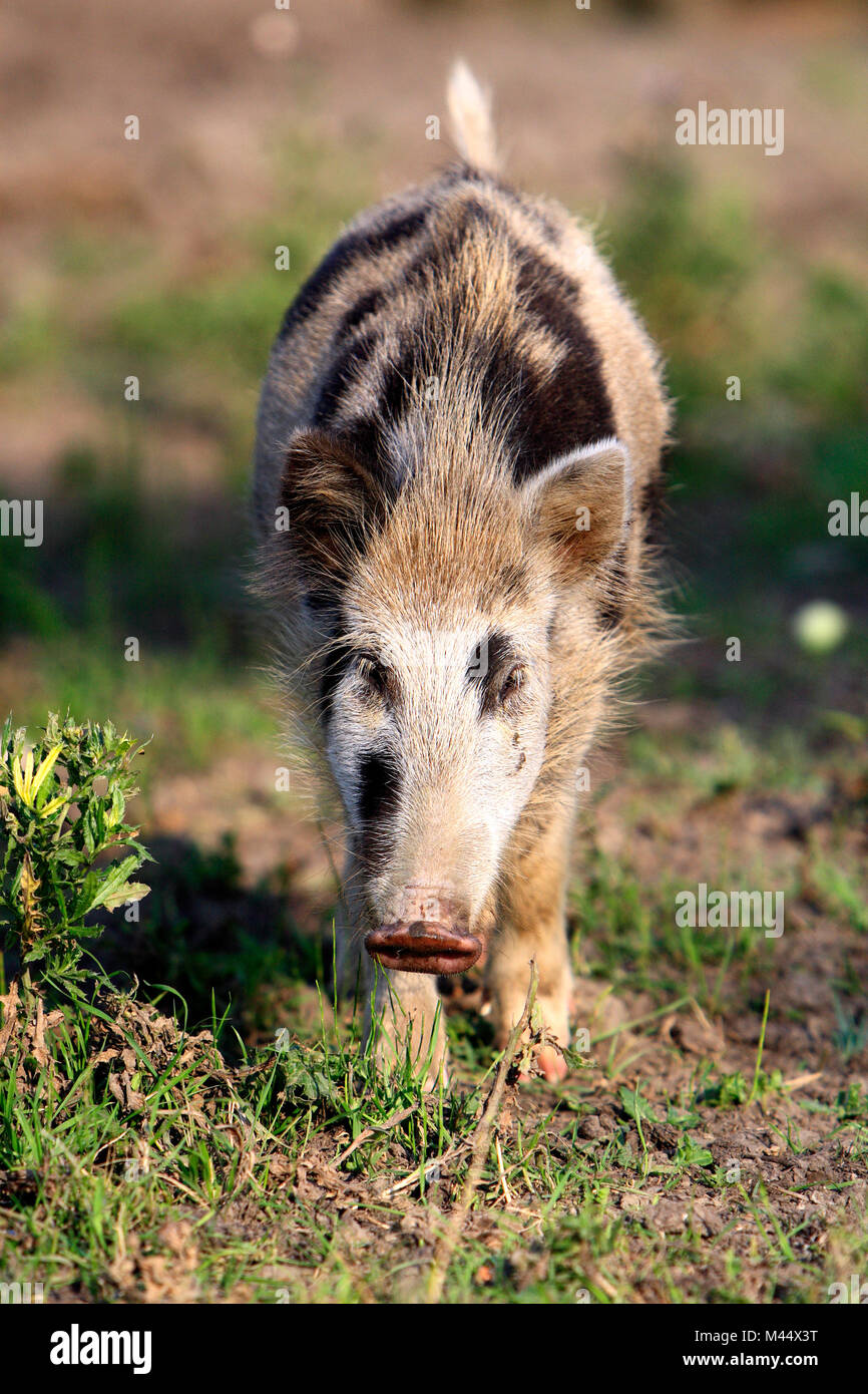 Single juvenile Wild boar in a forest during summer period Stock Photo ...