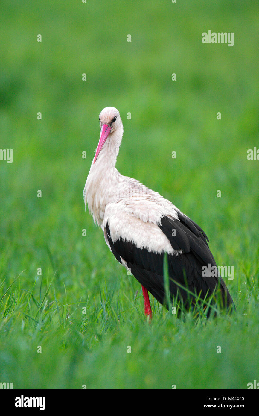 Single White Stork bird on a grassy meadow during the spring nesting ...