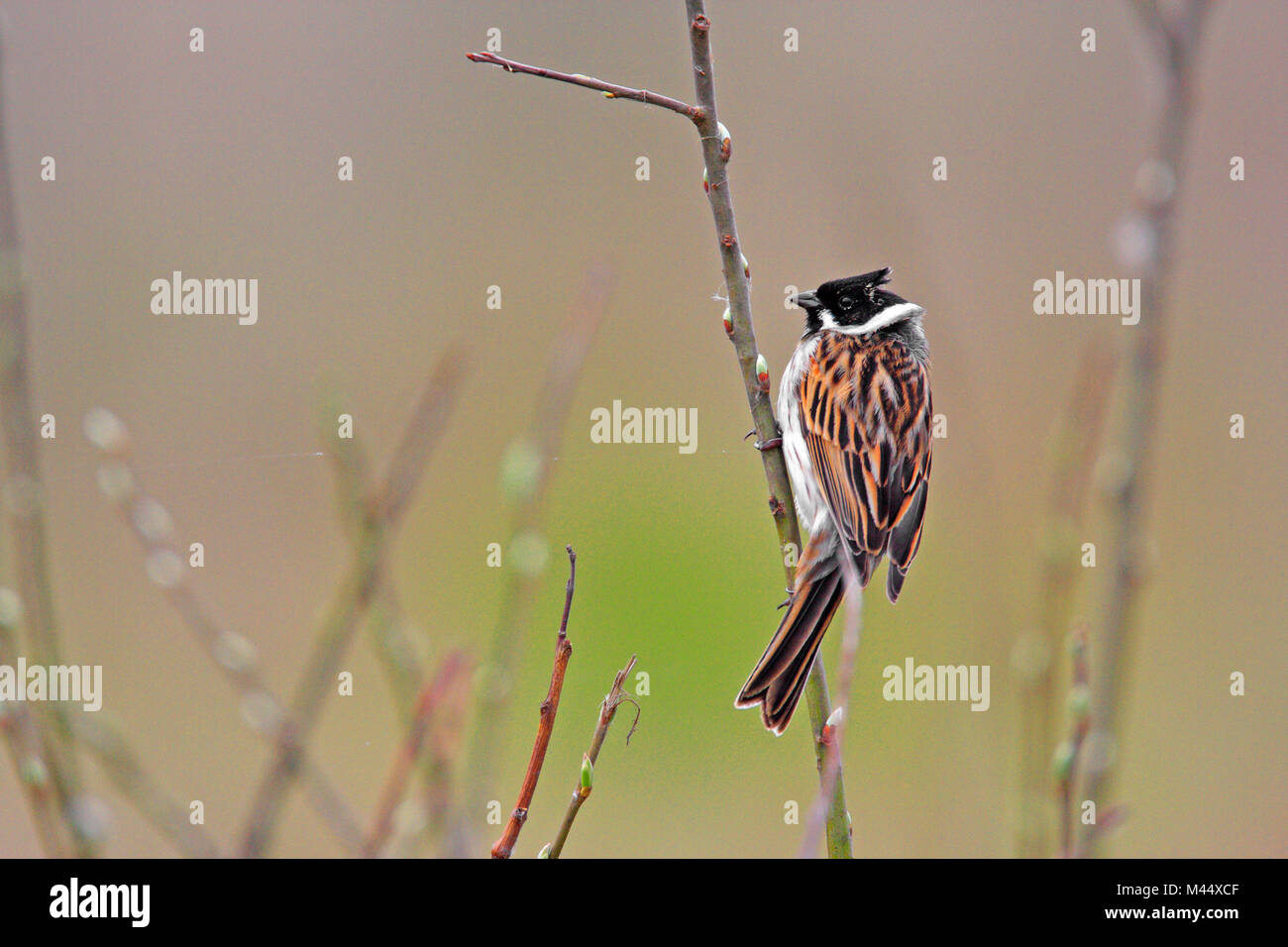 Single Reed Bunting bird on a tree branch during a spring nesting ...