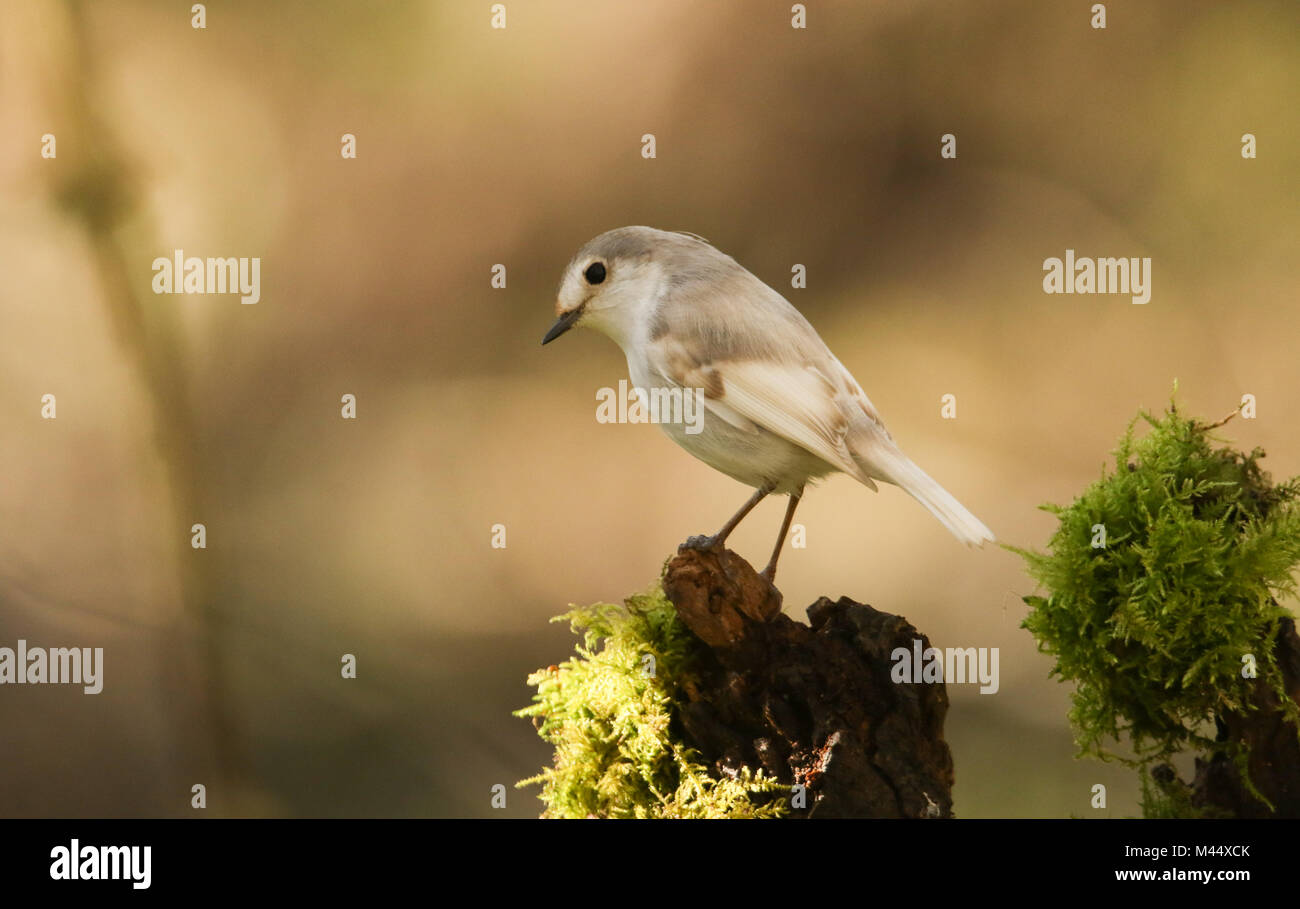 Leucistic robin hi-res stock photography and images - Alamy
