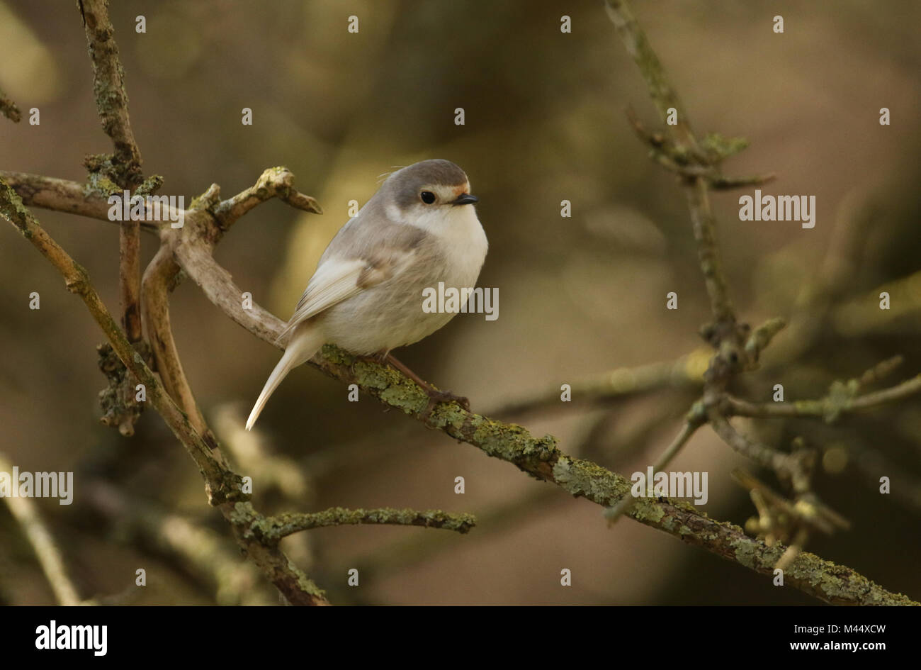 Leucistic animals hi-res stock photography and images - Alamy