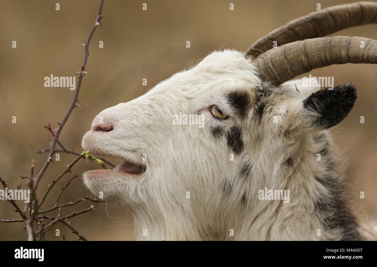 Large goat hi-res stock photography and images - Alamy