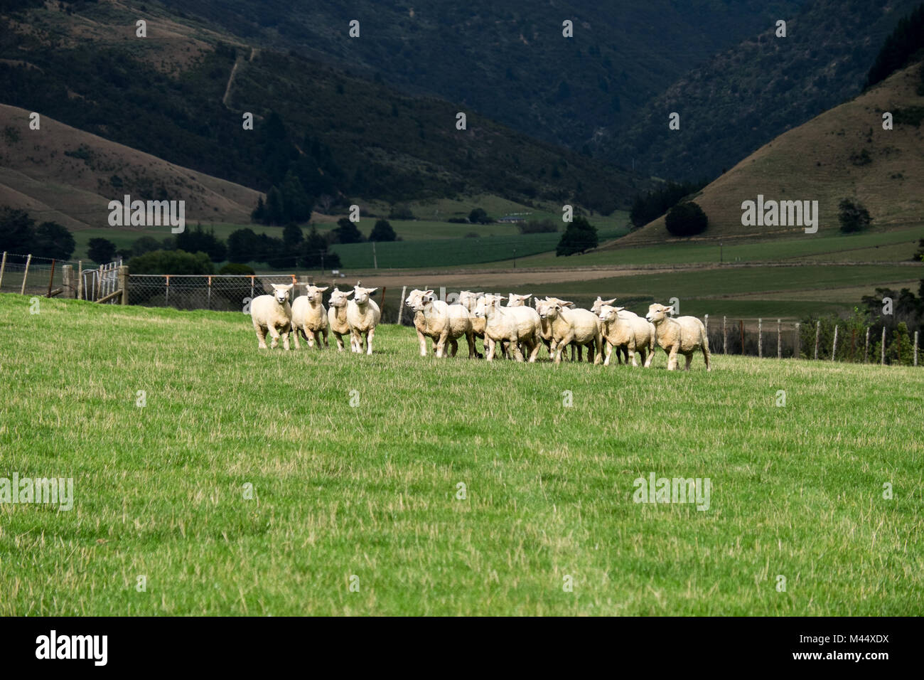 Sheep farm New Zealand Stock Photo - Alamy