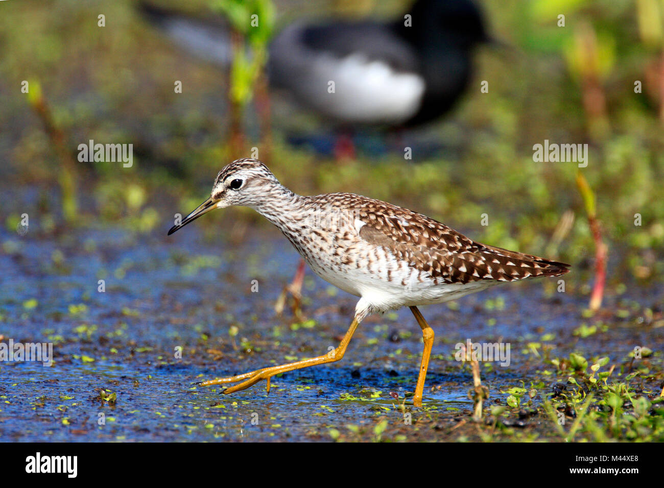 Single Wood sandpiper bird on grassy wetlands during a spring nesting ...