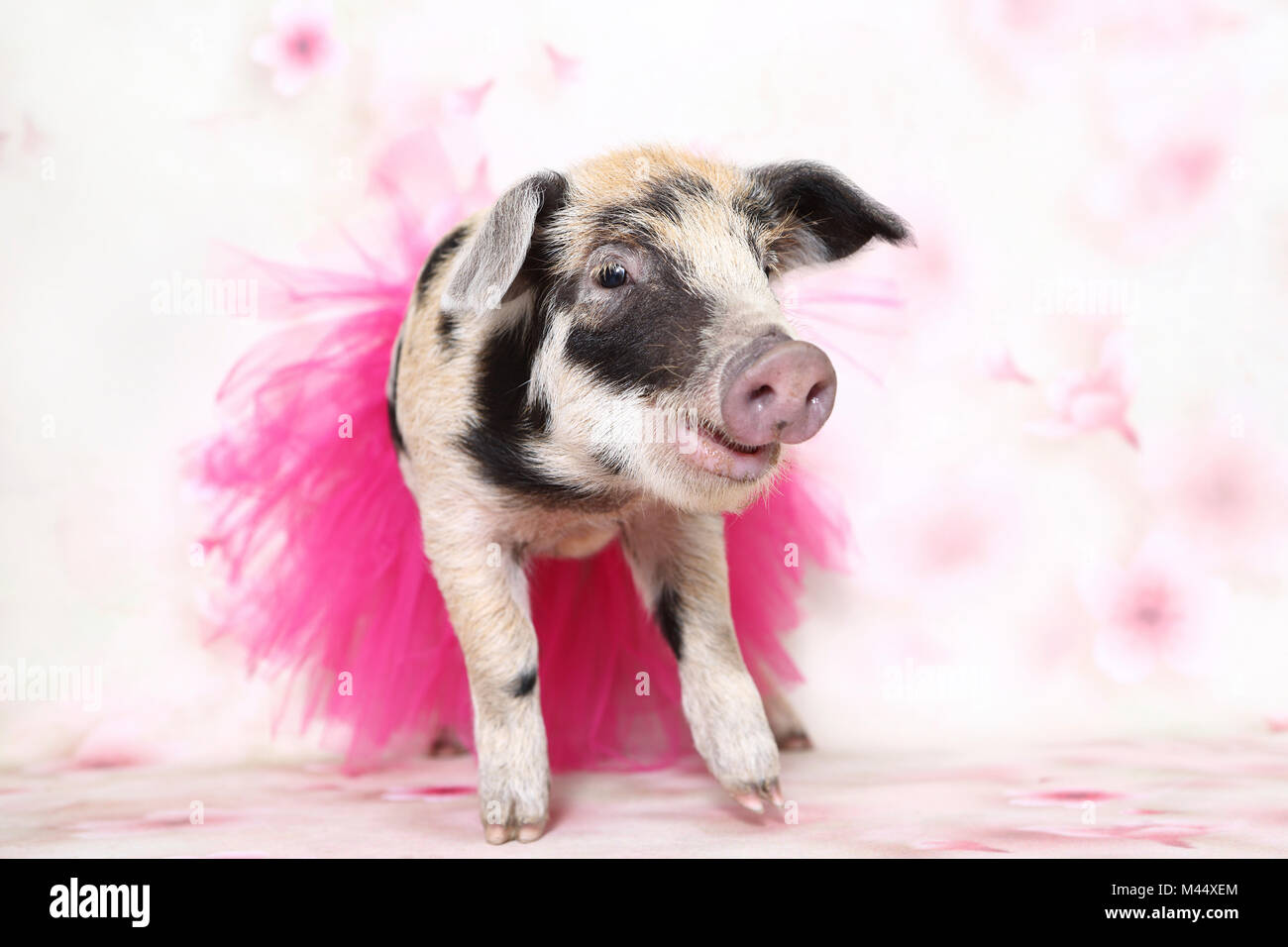 Domestic Pig, Turopolje x ?. Piglet (4 weeks old) wearing a pink tutu ...