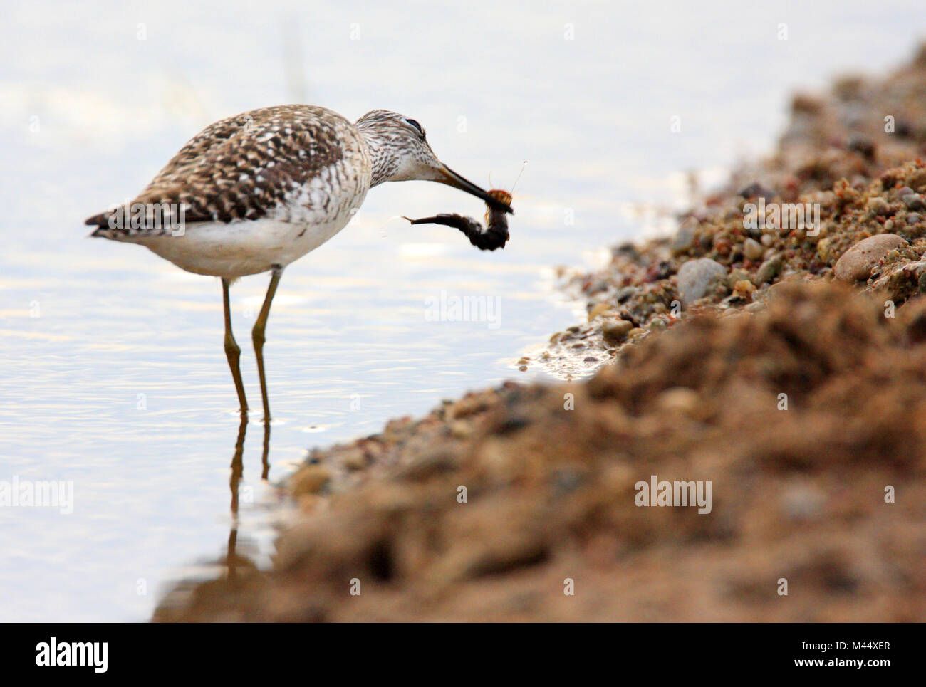 Single Wood sandpiper bird hunting in water of wetlands during a spring ...