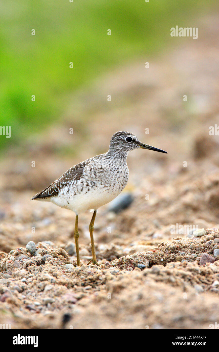 Single Wood sandpiper bird on grassy wetlands during a spring nesting ...