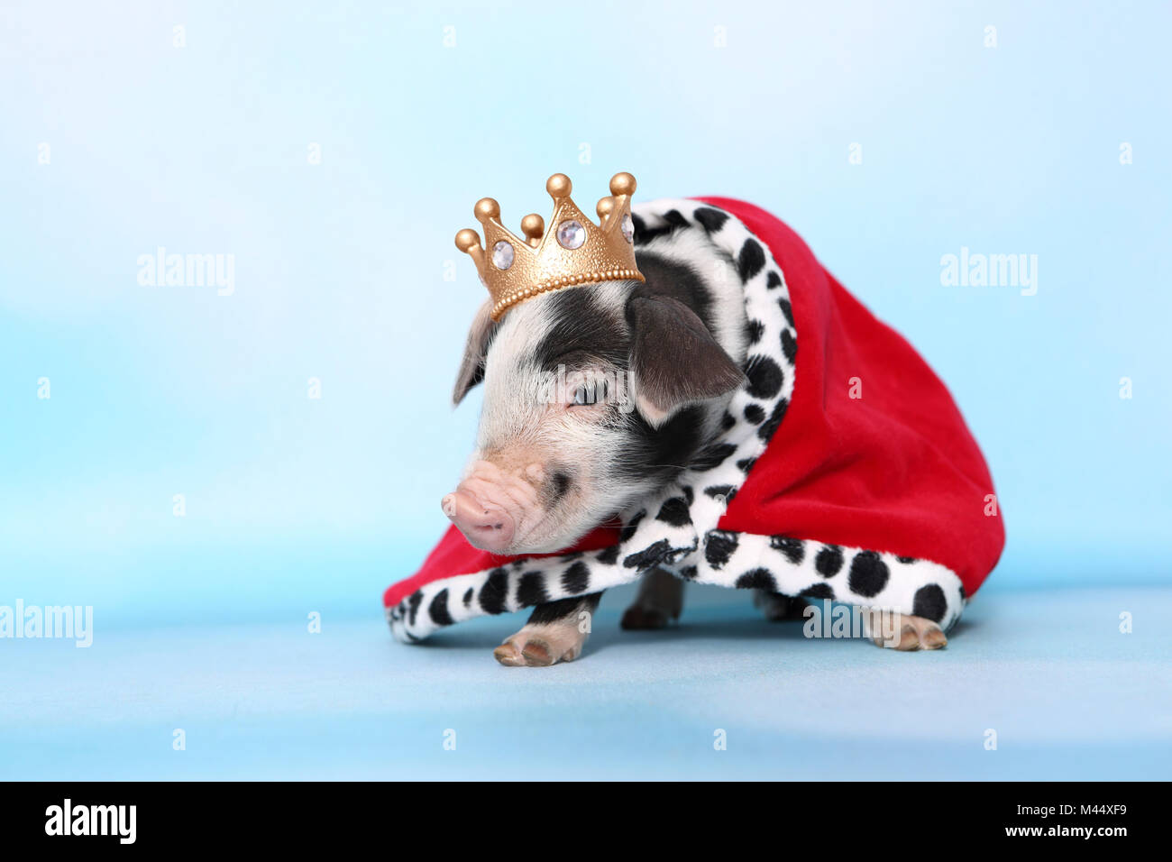 Baby Pigs Wearing Clothes