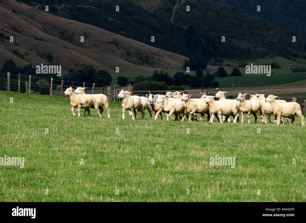 Sheep farm New Zealand Stock Photo - Alamy