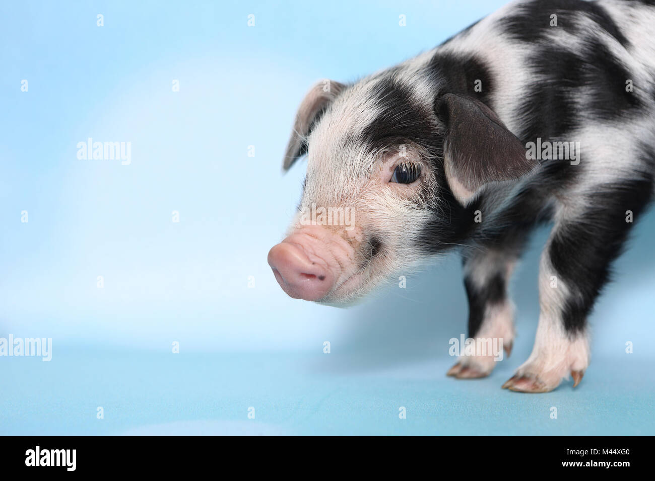 Domestic Pig, Turopolje x ?. Piglet (1 week old) standing. Studio ...