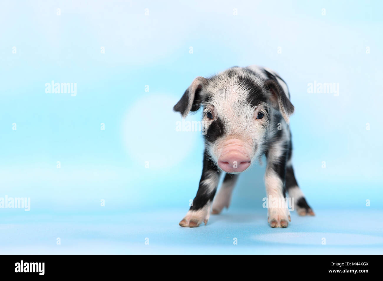 Domestic Pig, Turopolje x ?. Piglet (1 week old) standing. Studio ...