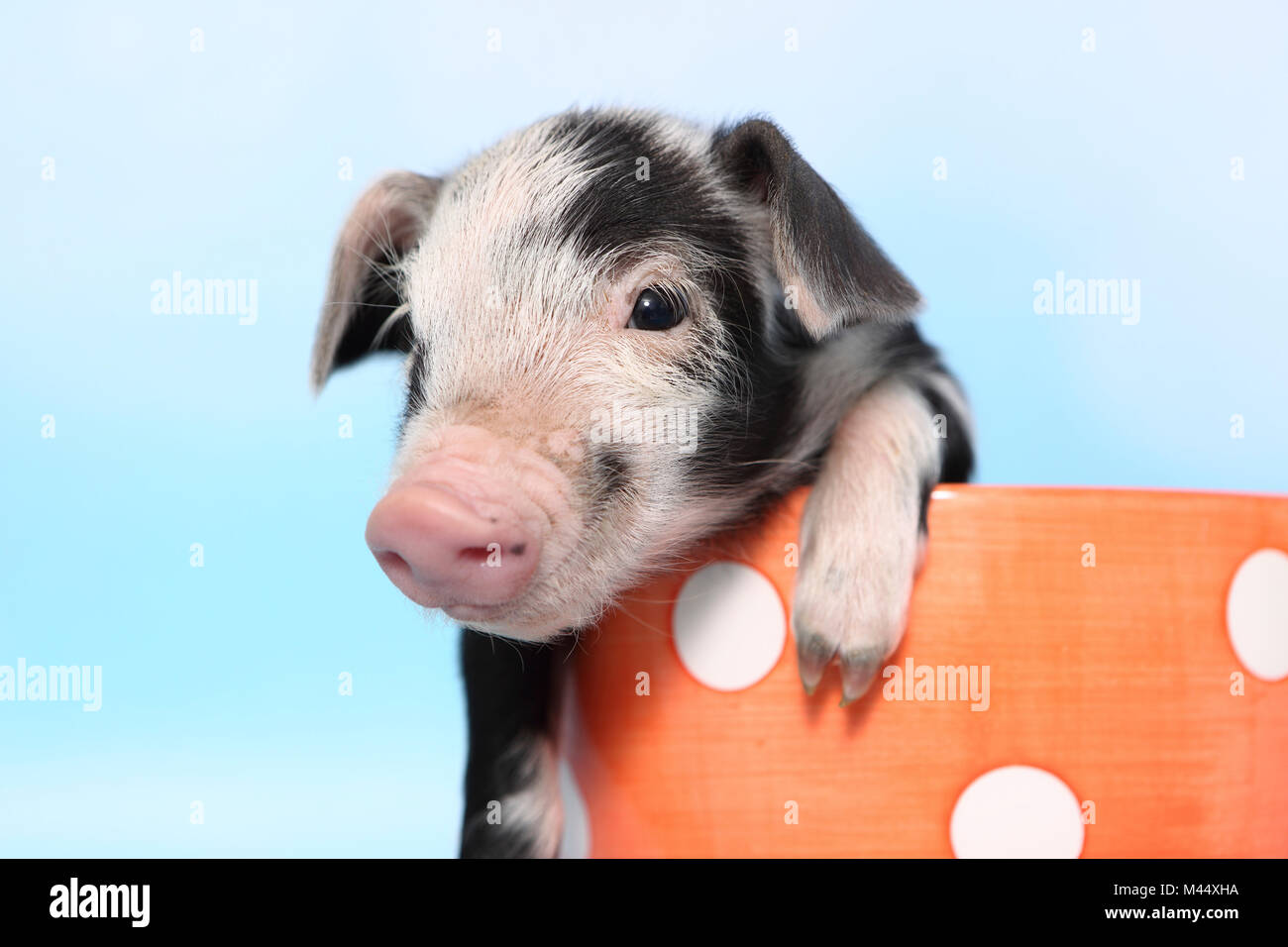 Domestic Pig, Turopolje x ?. Piglet (1 week old) in a big orange cup ...