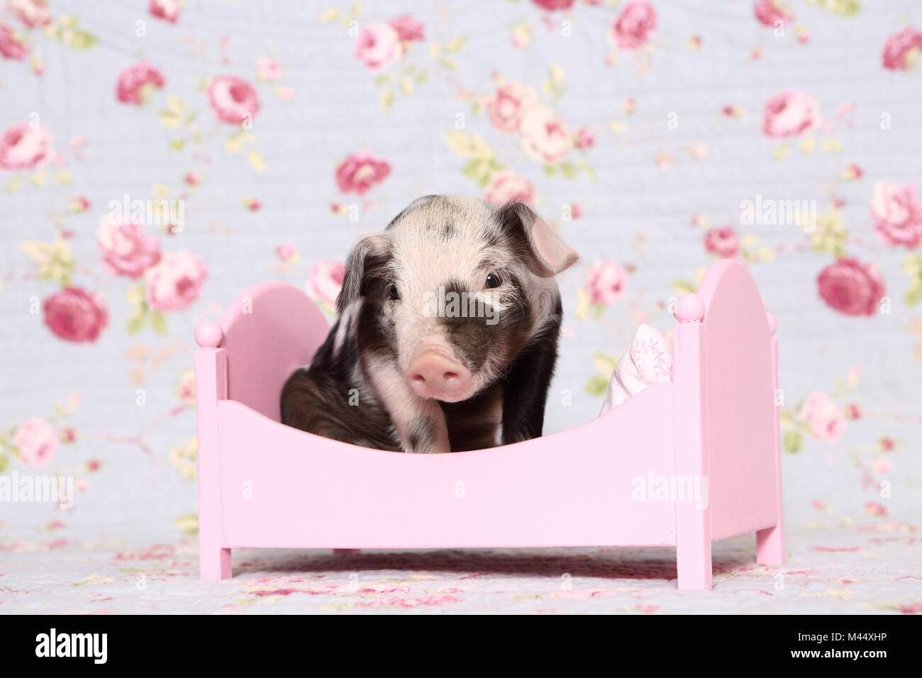 Domestic Pig, Turopolje x ?. Piglet (1 week old) sitting in a dolls bed ...