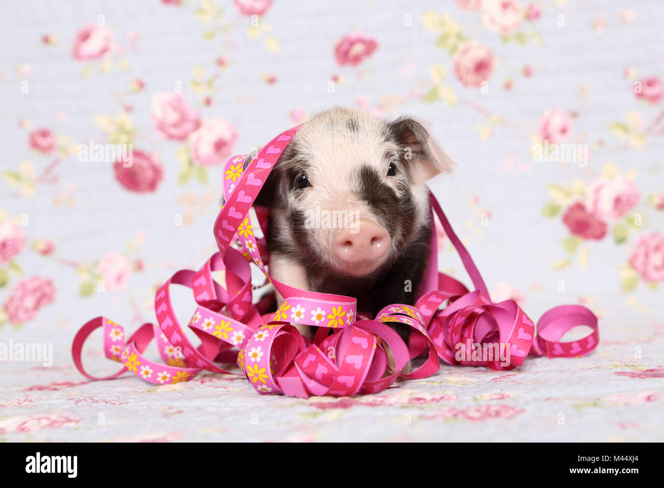 Domestic Pig, Turopolje x ?. Piglet (1 week old) with paper streamers ...