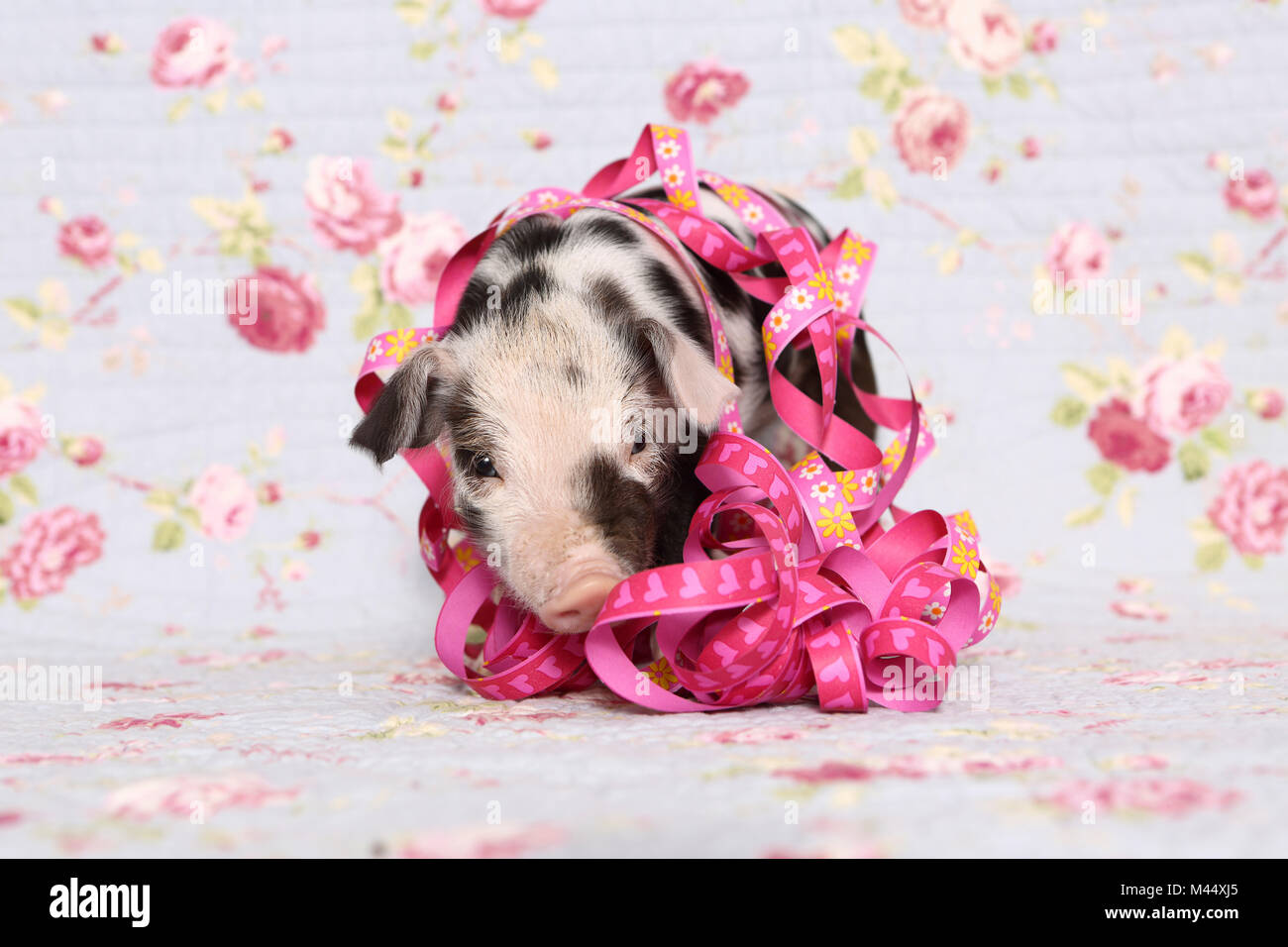 Domestic Pig, Turopolje x ?. Piglet (1 week old) with paper streamers ...