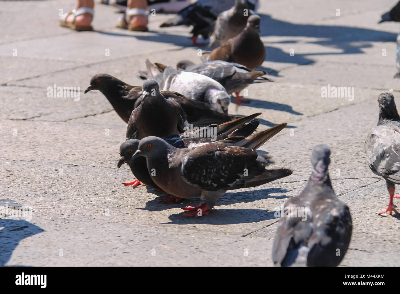 Pigeons on st mark square hi-res stock photography and images - Alamy