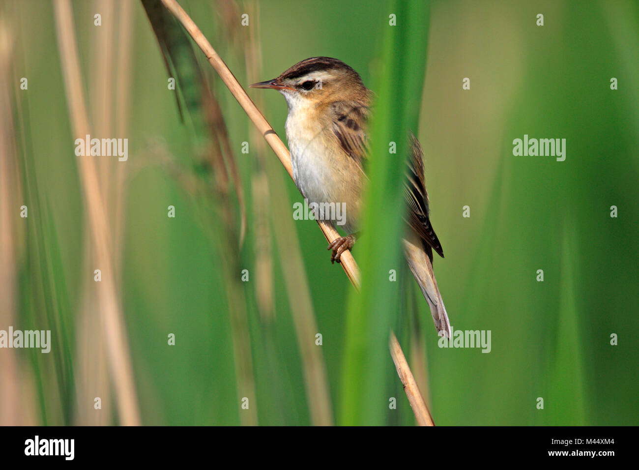 Single Sedge Warbler bird on a reed stem during a spring nesting period ...