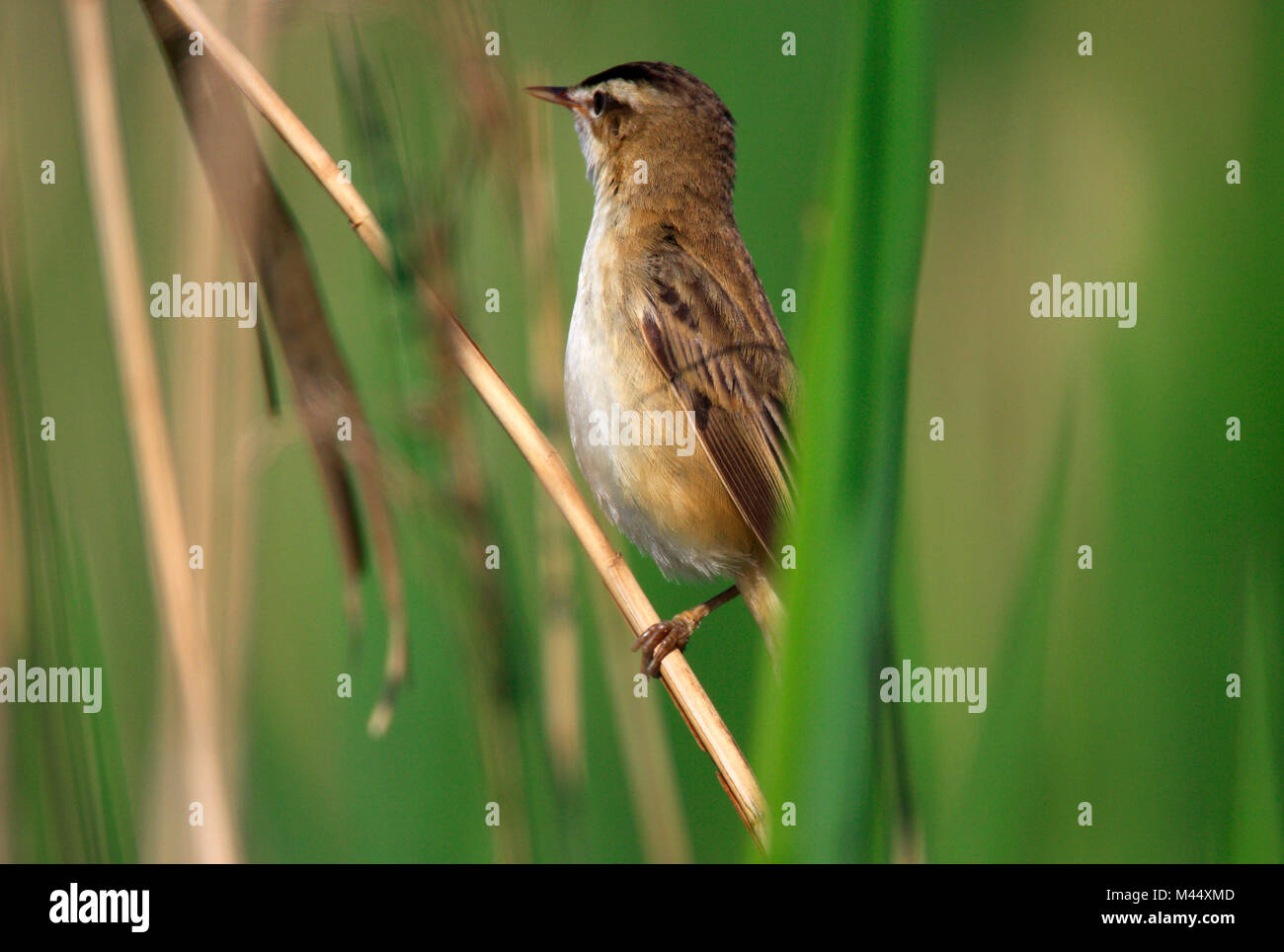 Single Sedge Warbler bird on a reed stem during a spring nesting period ...