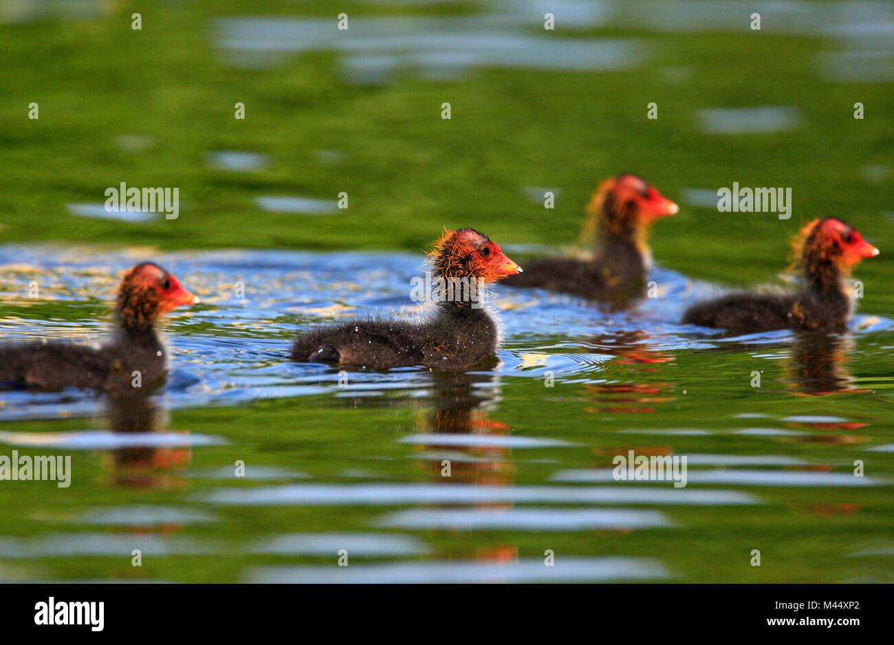 Group of young Coot birds swimming on water surface of wetlands during ...