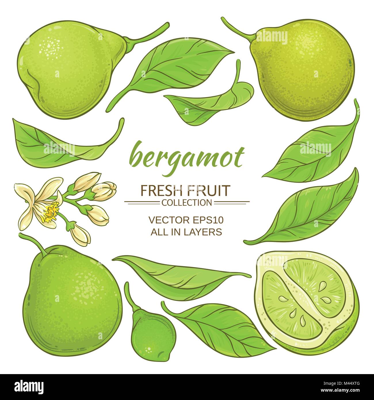 bergamot plant elements set on white background Stock Vector Image ...