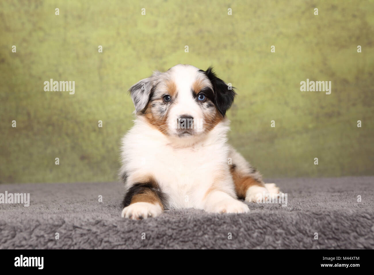 Australian Shepherd. Puppy (6 weeks old) lying on a rug. Studio picture ...