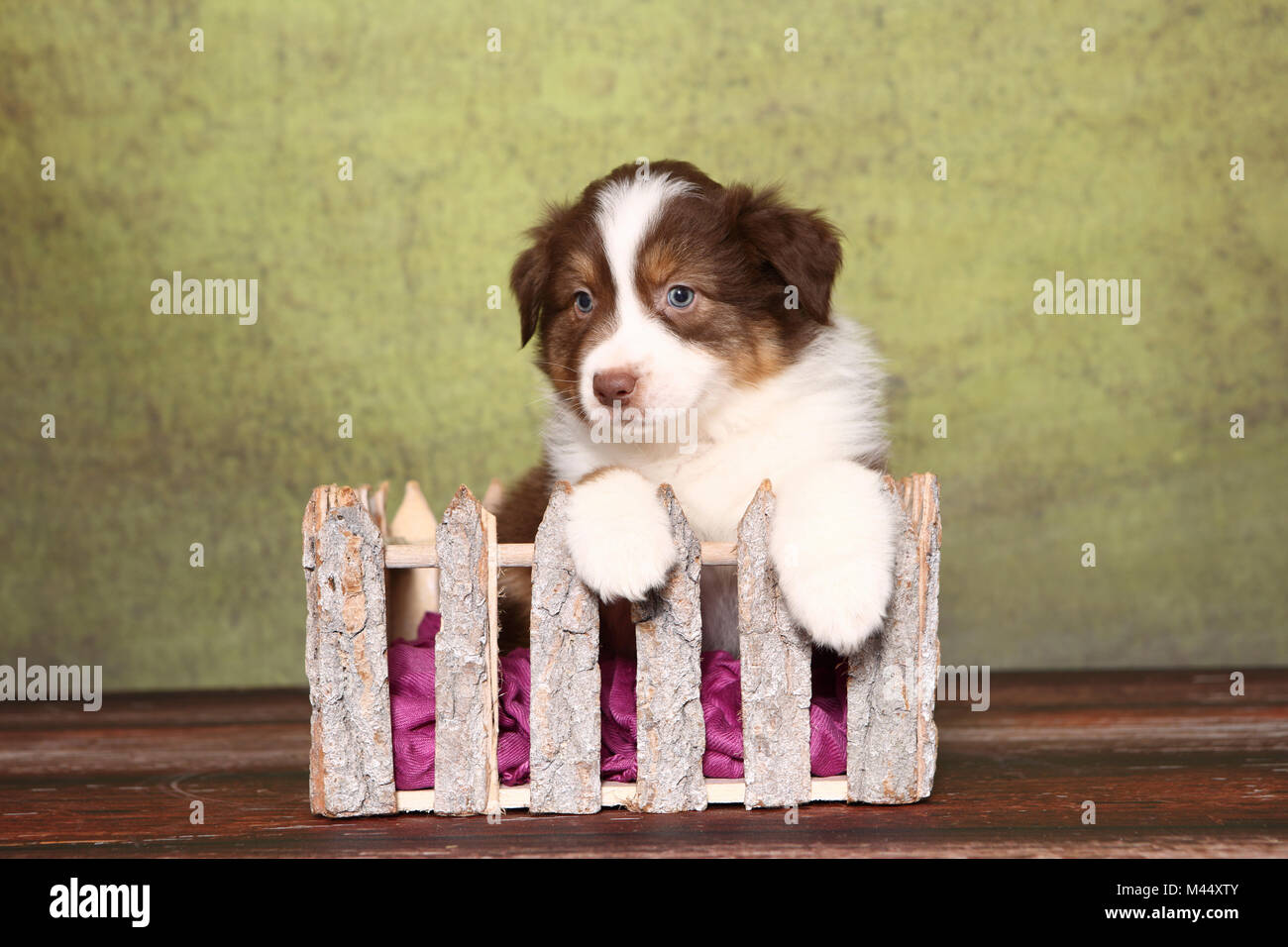 Australian Shepherd. Puppy (6 weeks old) sitting behind a fence. Studio ...