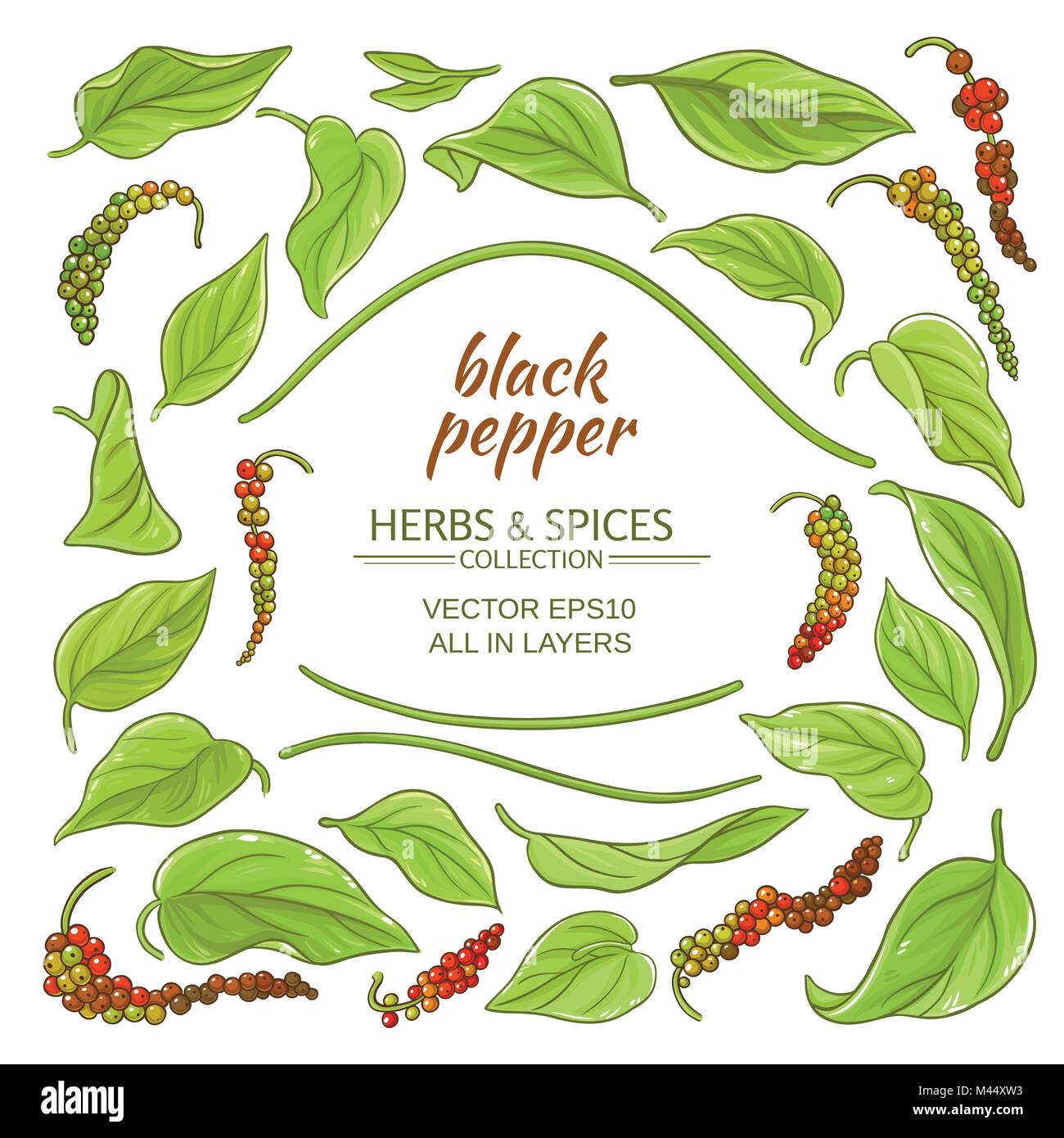 Black pepper piper nigrum plant Stock Vector Images - Alamy