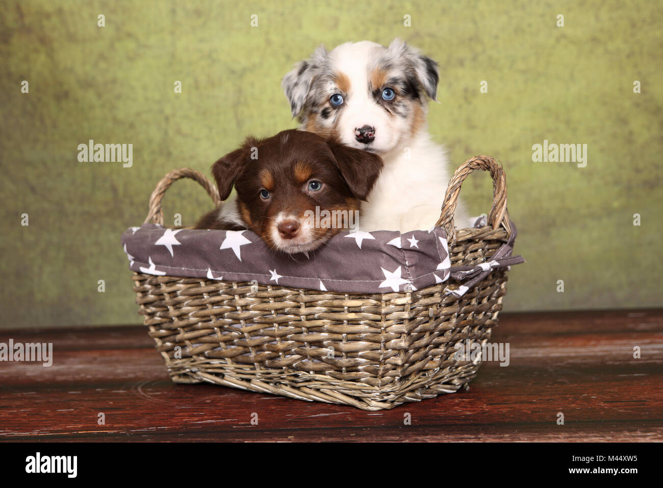 Australian Shepherd. Two puppies (6 weeks old) sitting in a basket ...