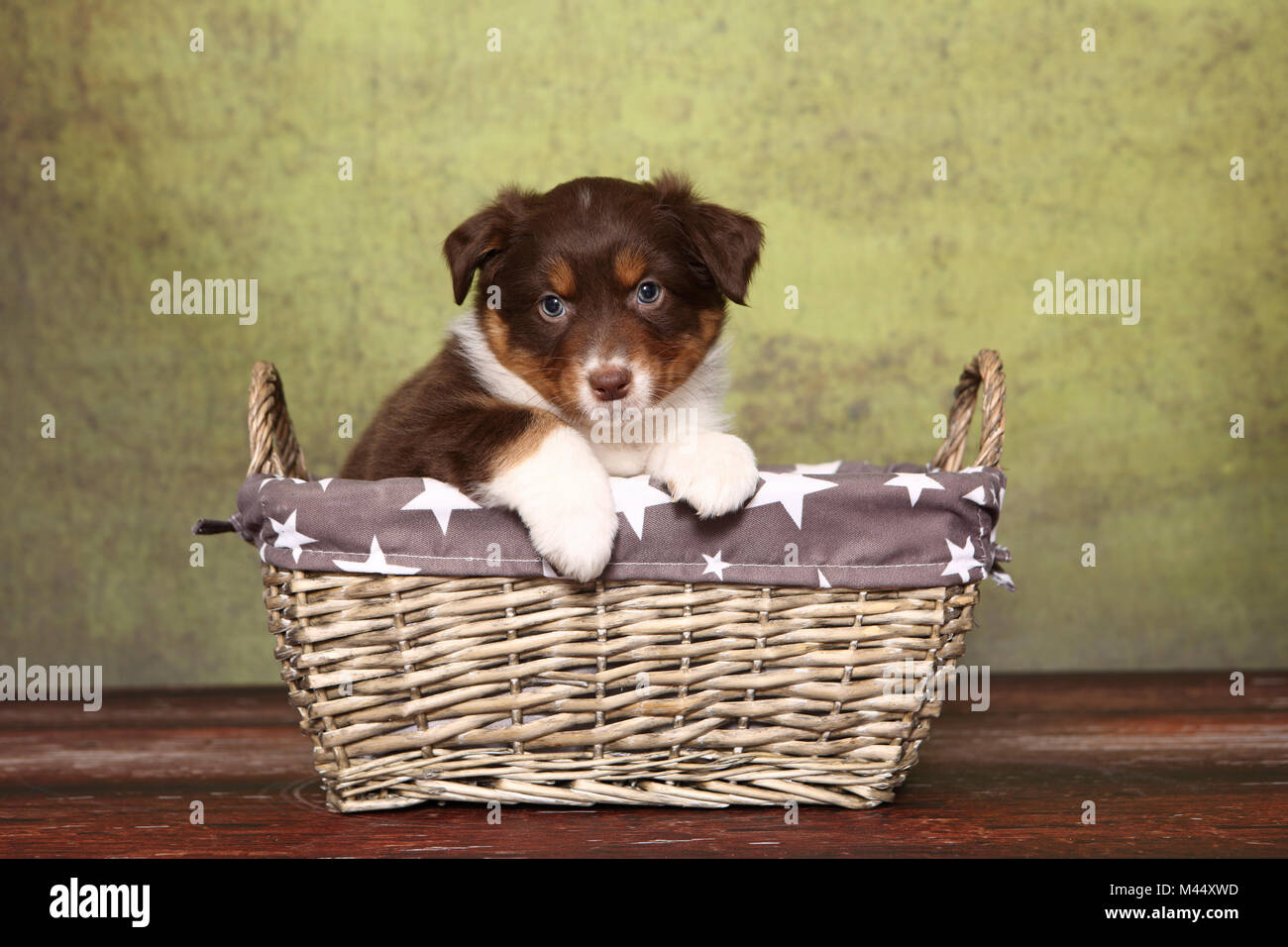 Australian Shepherd. Puppy (6 weeks old) sitting in a basket. Studio ...
