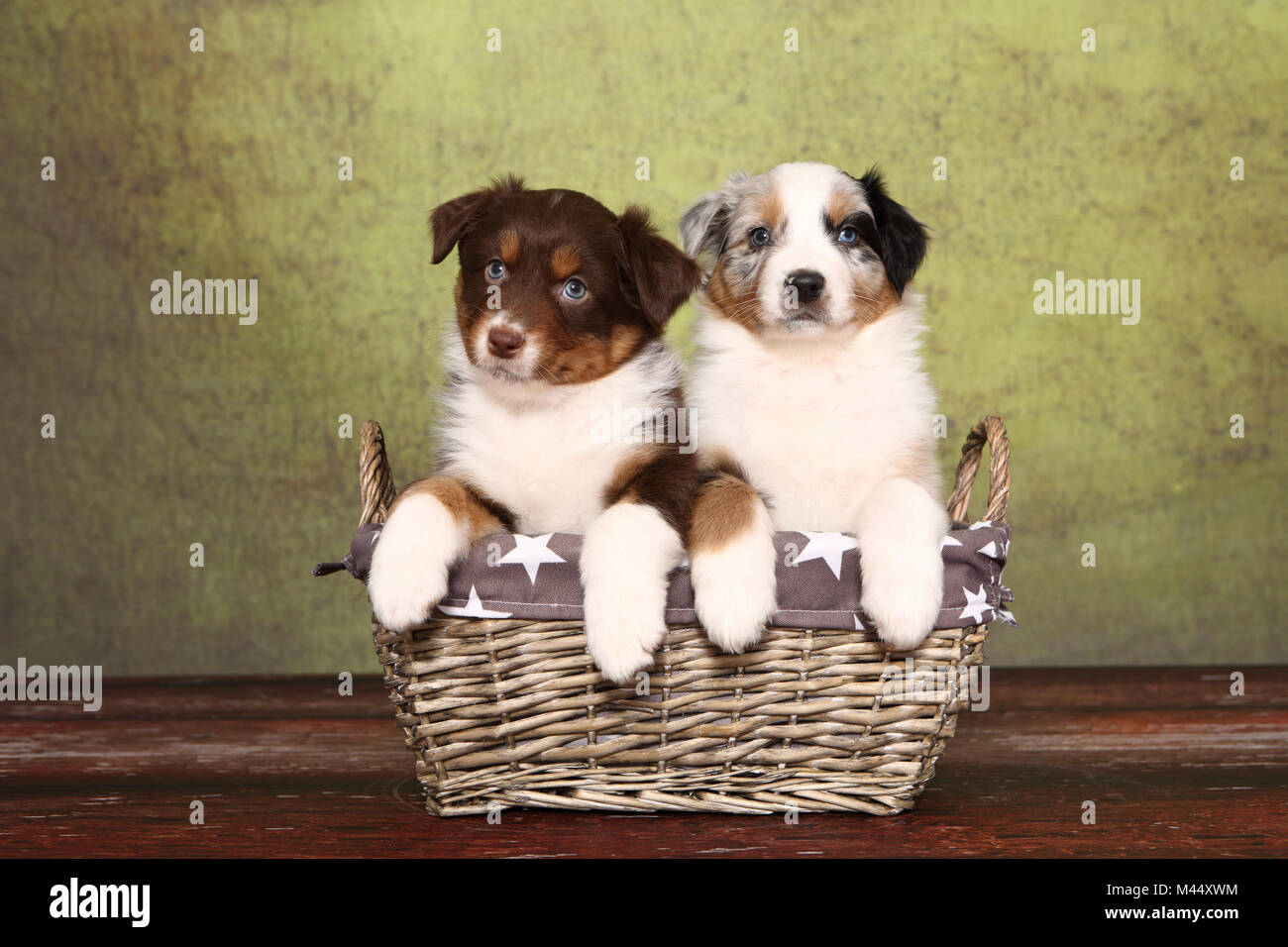 Australian Shepherd. Two puppies (6 weeks old) sitting in a basket ...