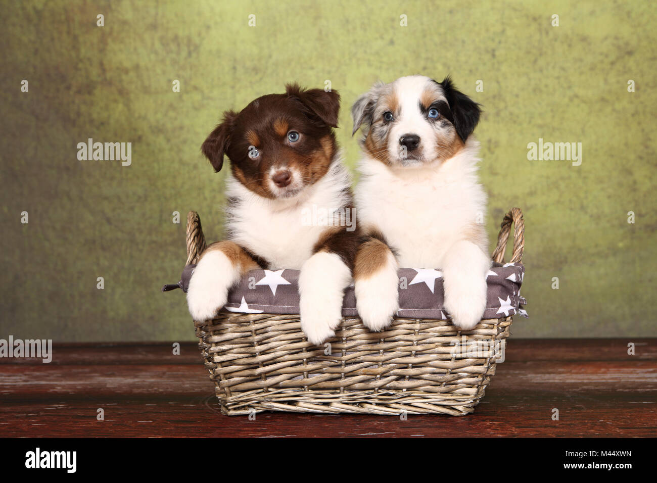 Australian Shepherd. Two puppies (6 weeks old) sitting in a basket ...