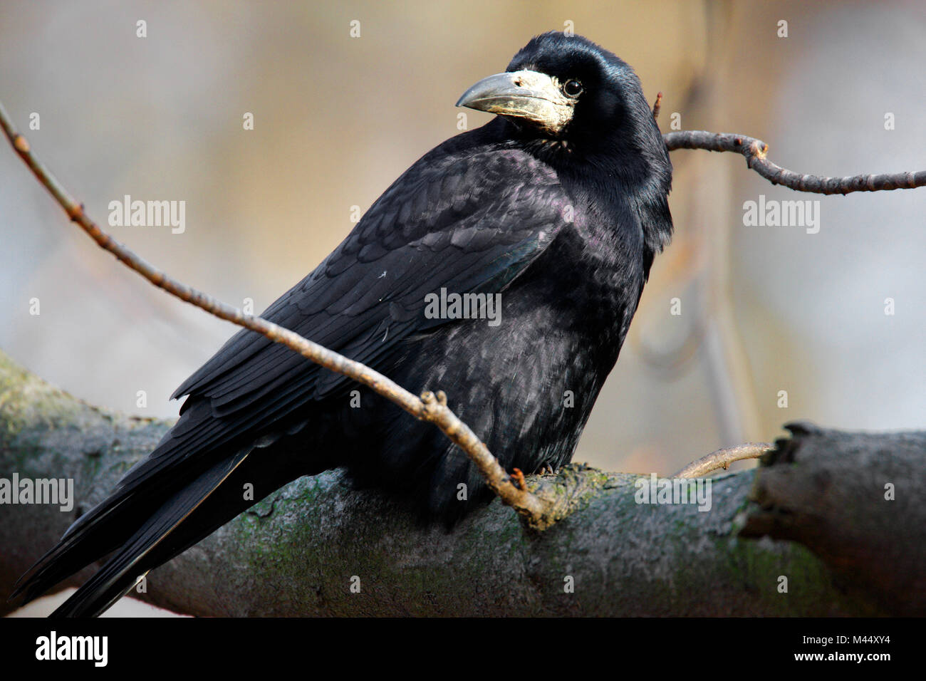 Single Rook bird on a tree branch during a spring nesting period Stock ...