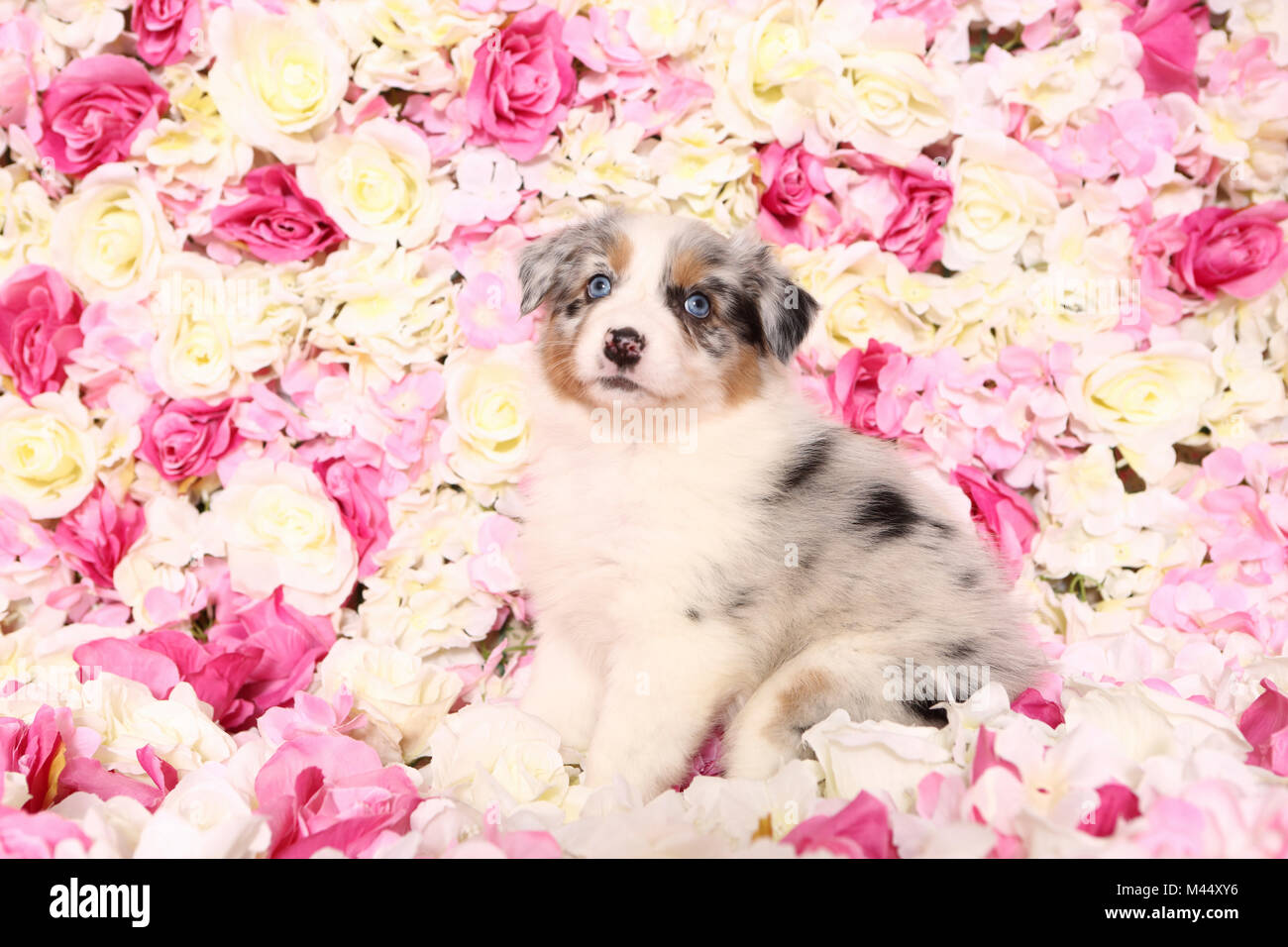 Australian Shepherd. Puppy (6 weeks old) sitting among rose flowers ...