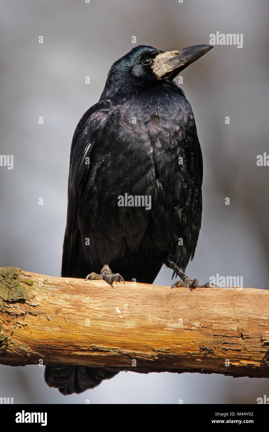 Single Rook bird on a tree branch during a spring nesting period Stock ...