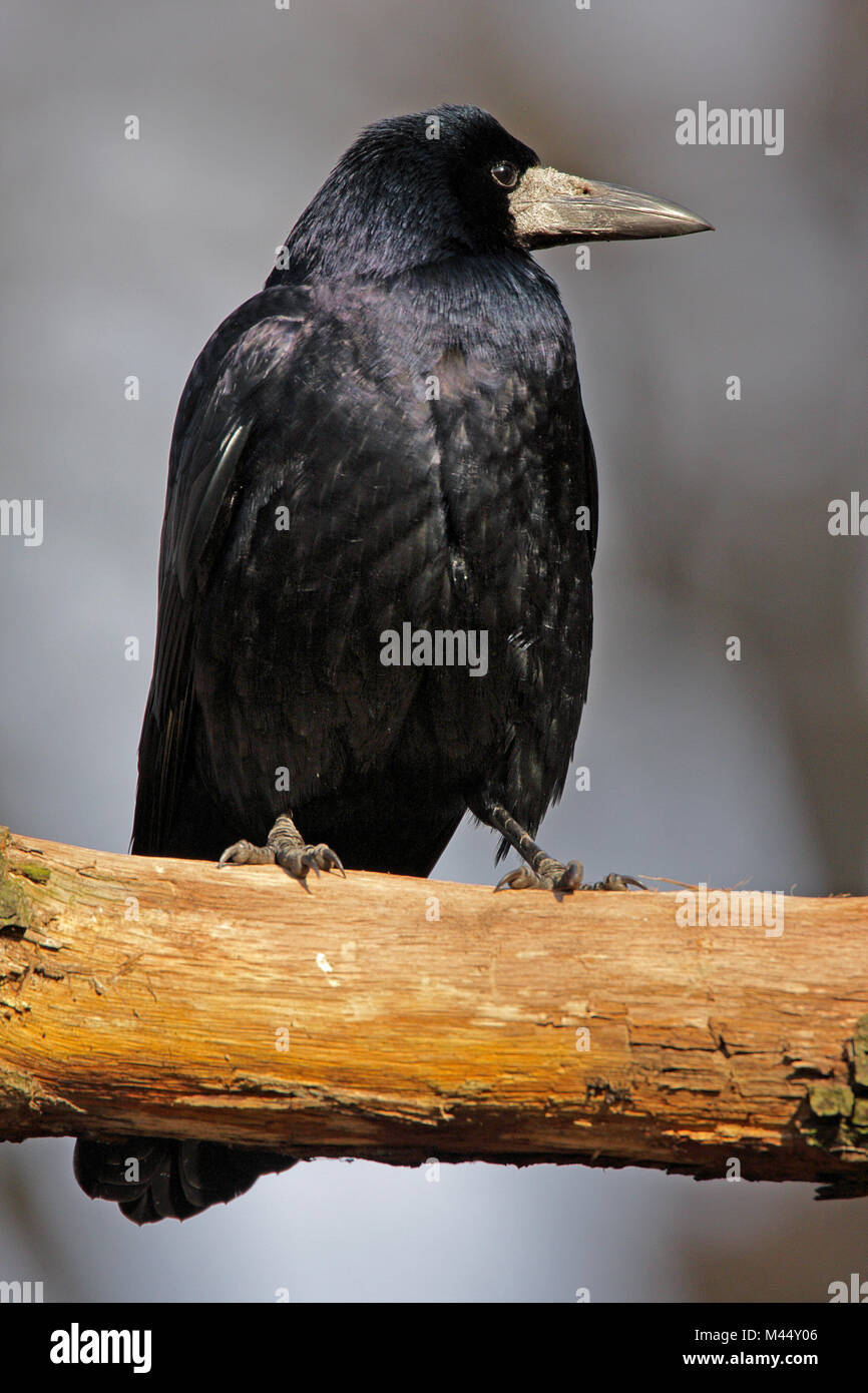 Single Rook bird on a tree branch during a spring nesting period Stock ...
