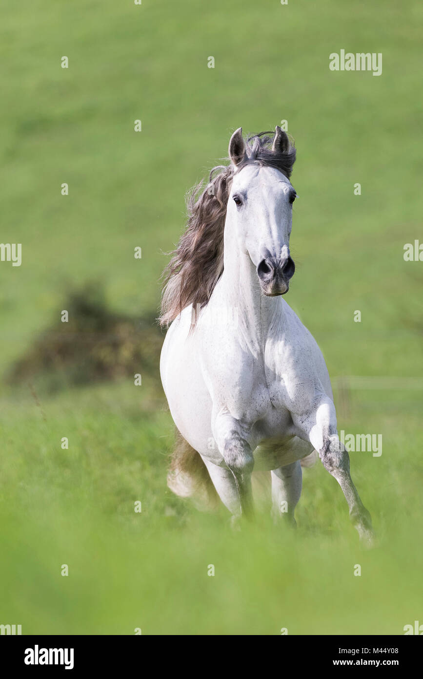Pure Spanish Horse, Andalusian. Gray gelding galloping in a paddock ...
