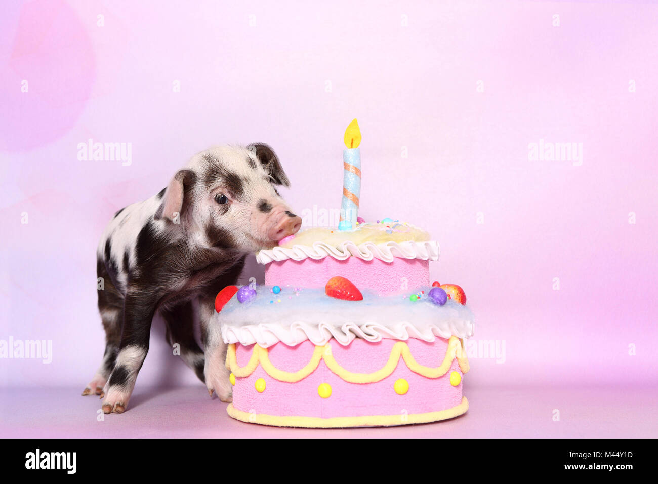 Baby Pig Eating Cake