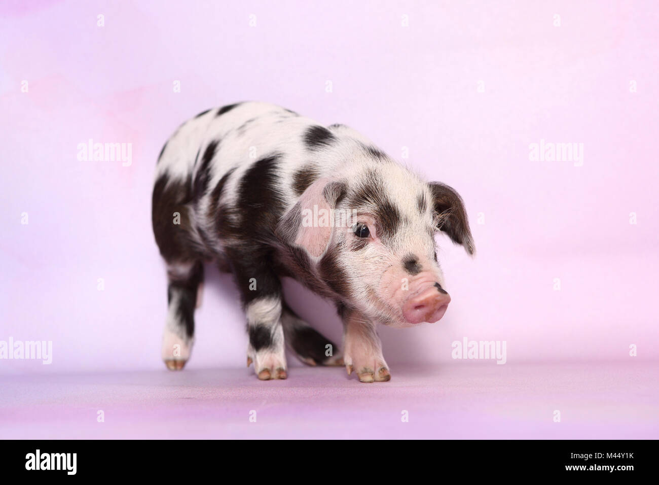 Domestic Pig, Turopolje x ?. Piglet (4 weeks old) standing. Studio ...