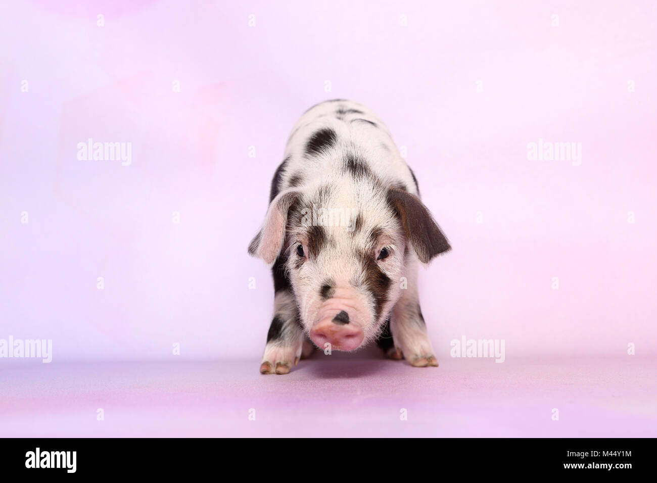 Domestic Pig, Turopolje x ?. Piglet (4 weeks old) standing. Studio ...