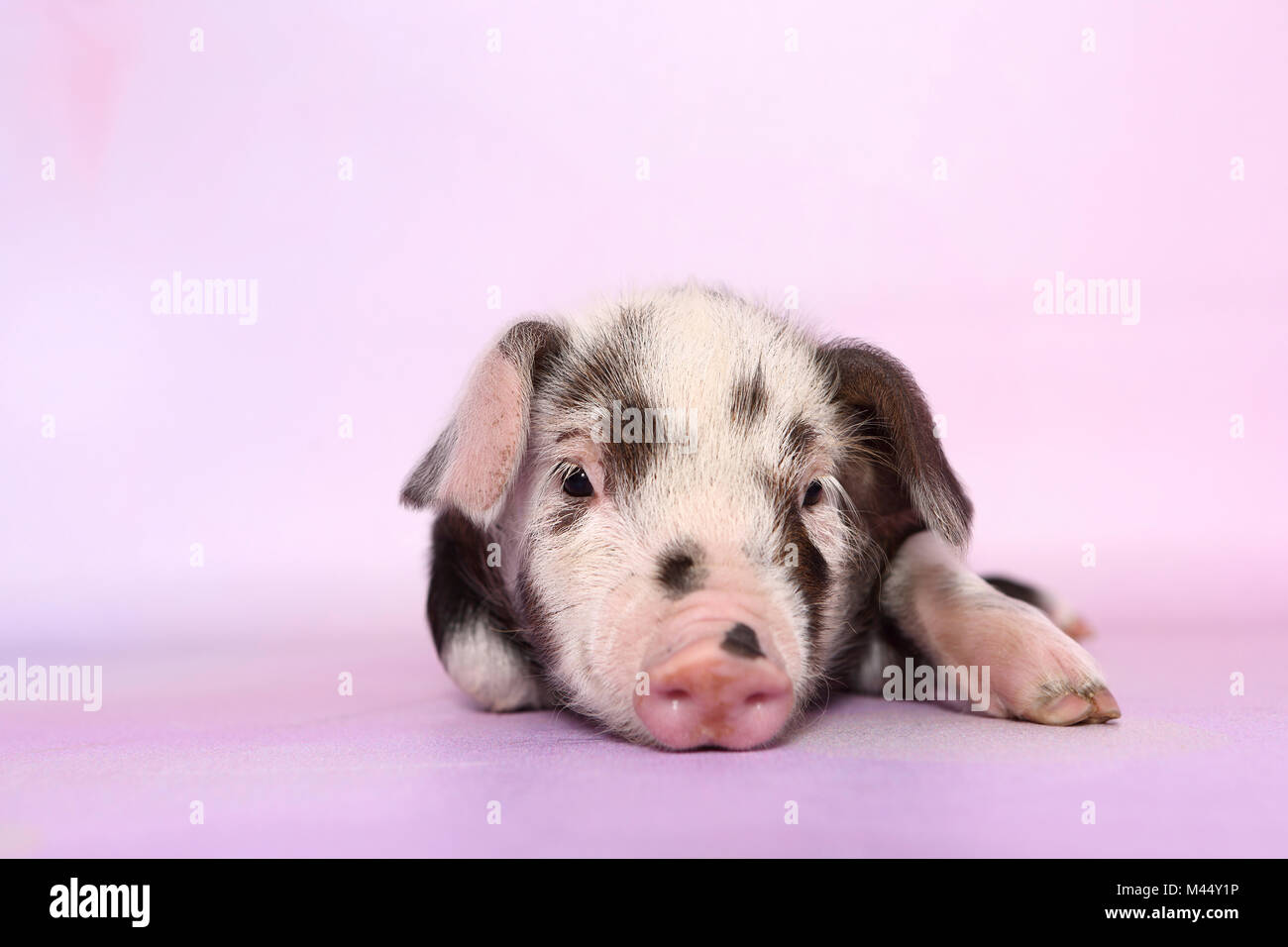 Domestic Pig, Turopolje x ?. Piglet (4 weeks old) lying. Studio picture ...