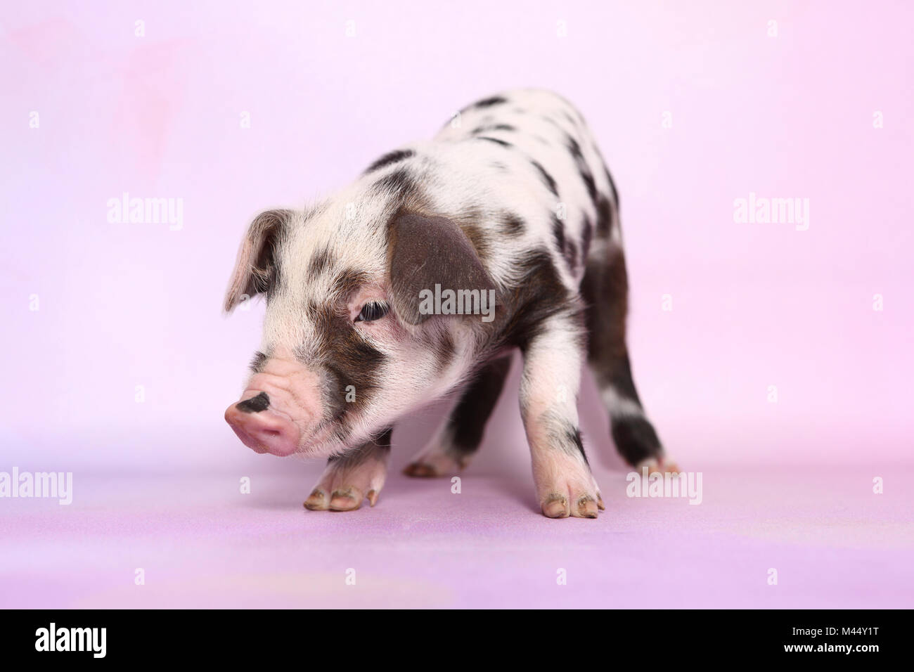 Domestic Pig, Turopolje x ?. Piglet (4 weeks old) standing. Studio ...