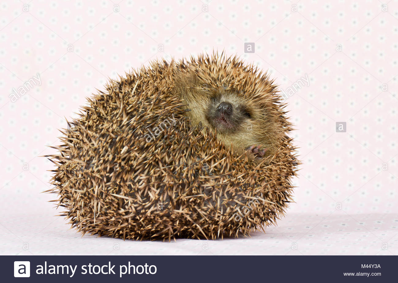 Hedgehog Rolled Into Ball Stock Photos & Hedgehog Rolled Into Ball ...