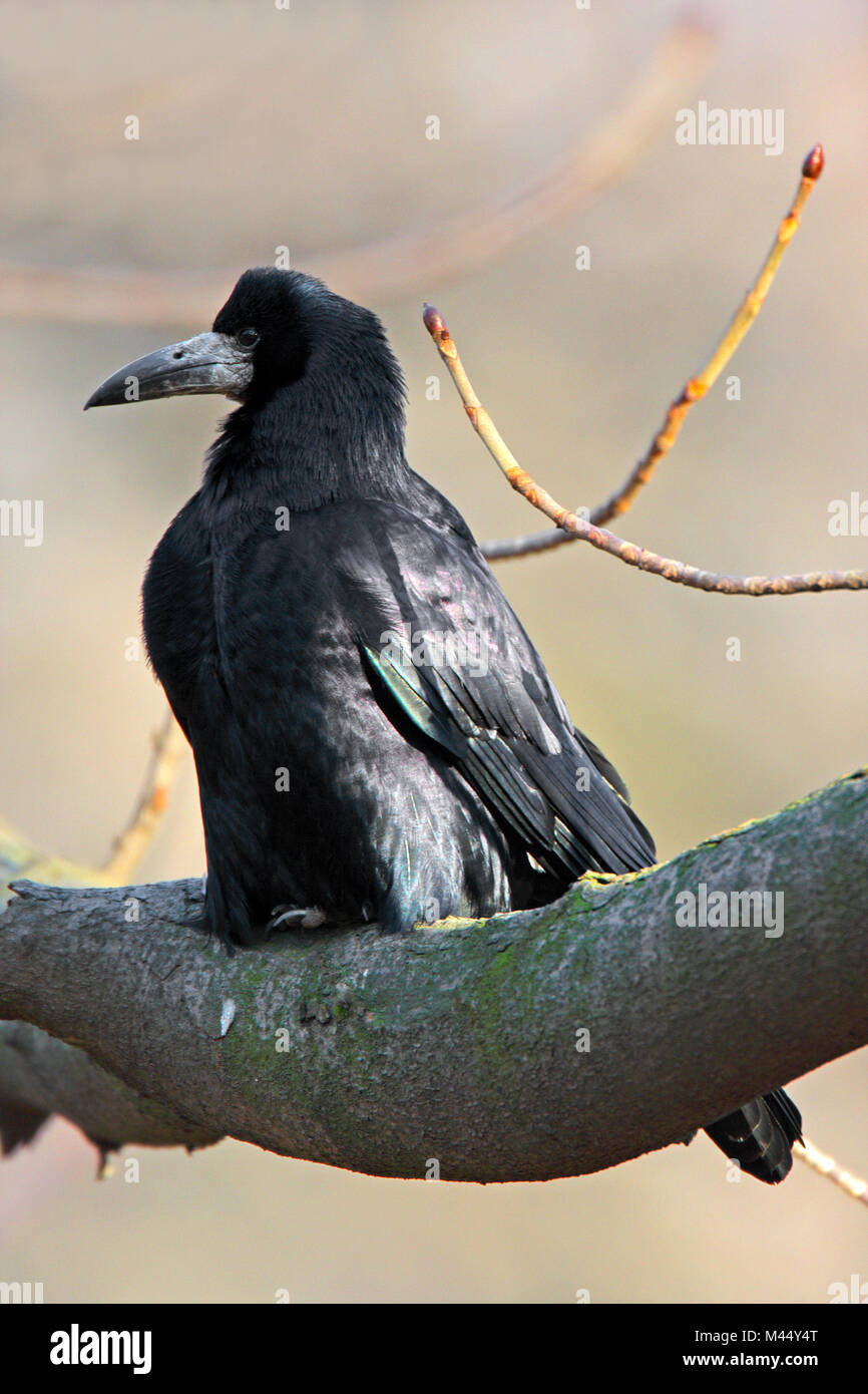 Single Rook bird on a tree branch during a spring nesting period Stock ...