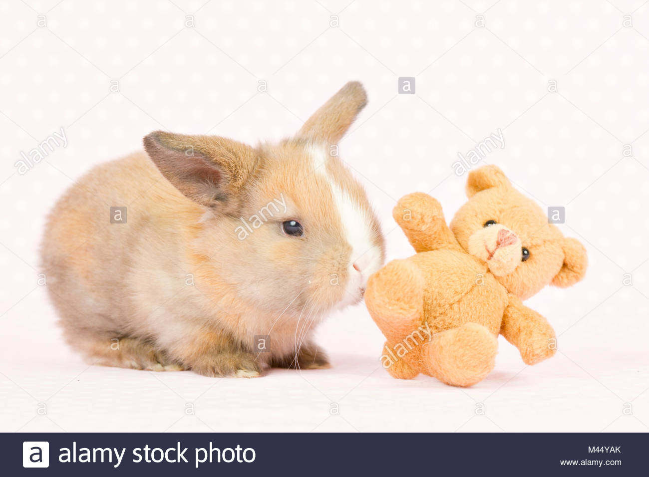 Teddy Dwarf Rabbit Stock Photos & Teddy Dwarf Rabbit Stock Images - Alamy