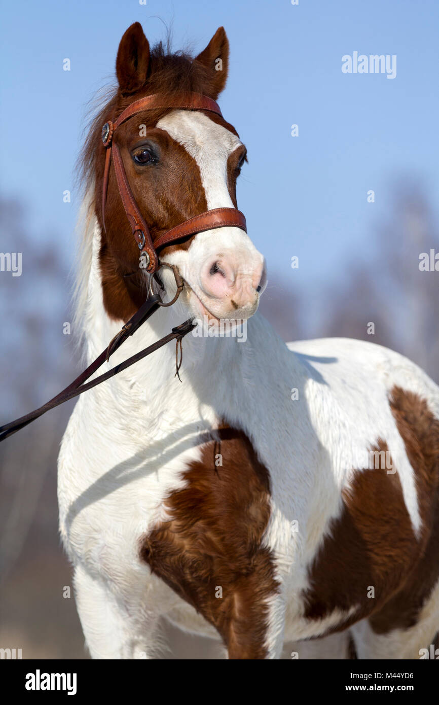 Chestnut Tovero Horse