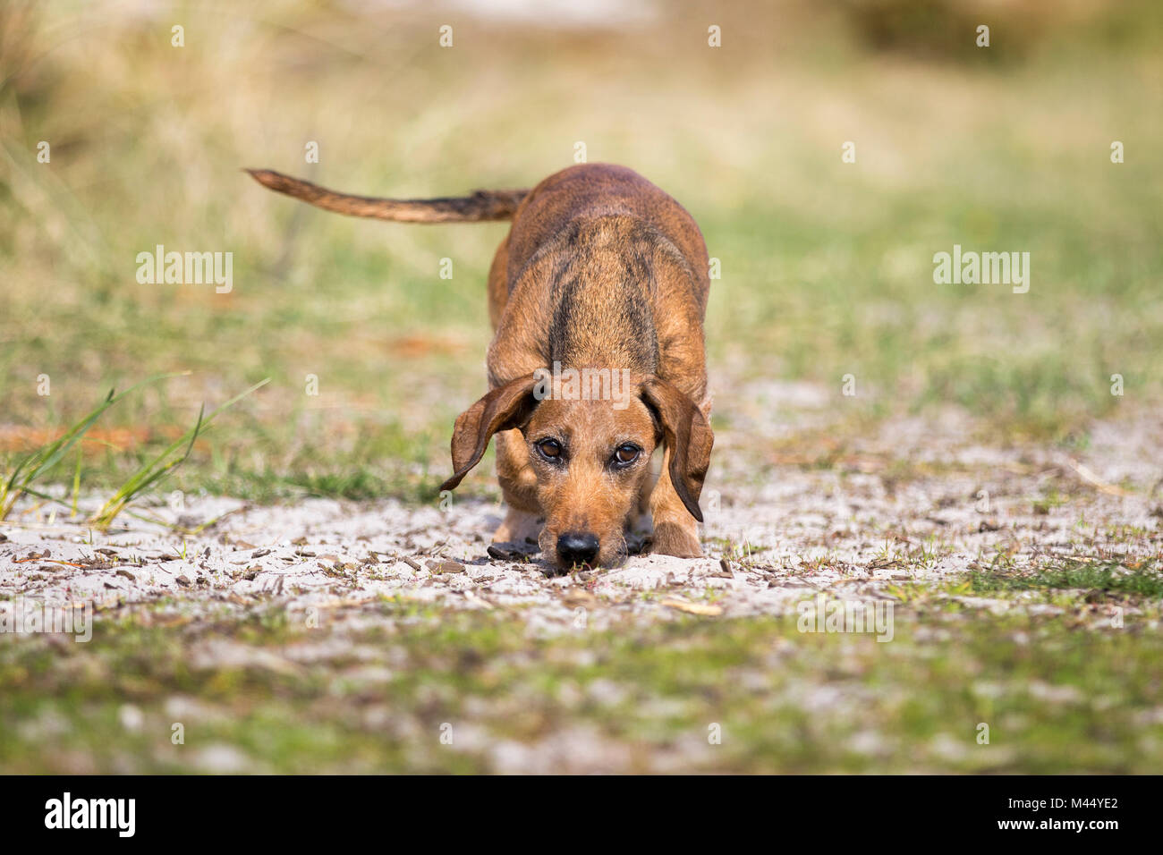 Sniffing the ground and running hi-res stock photography and images - Alamy
