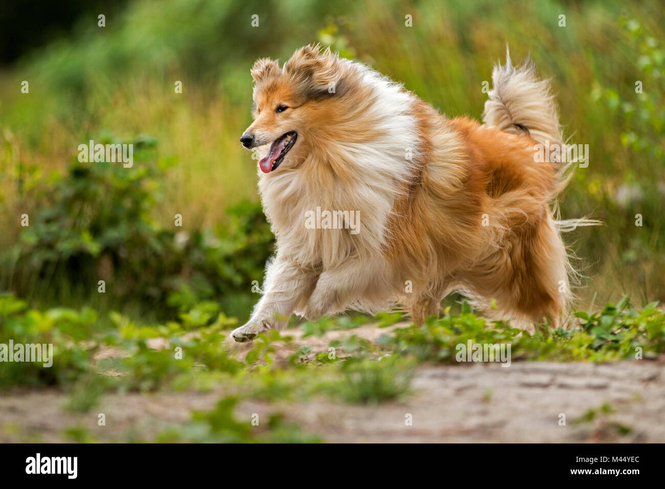 Scotch collie adult dog running hi-res stock photography and images - Alamy